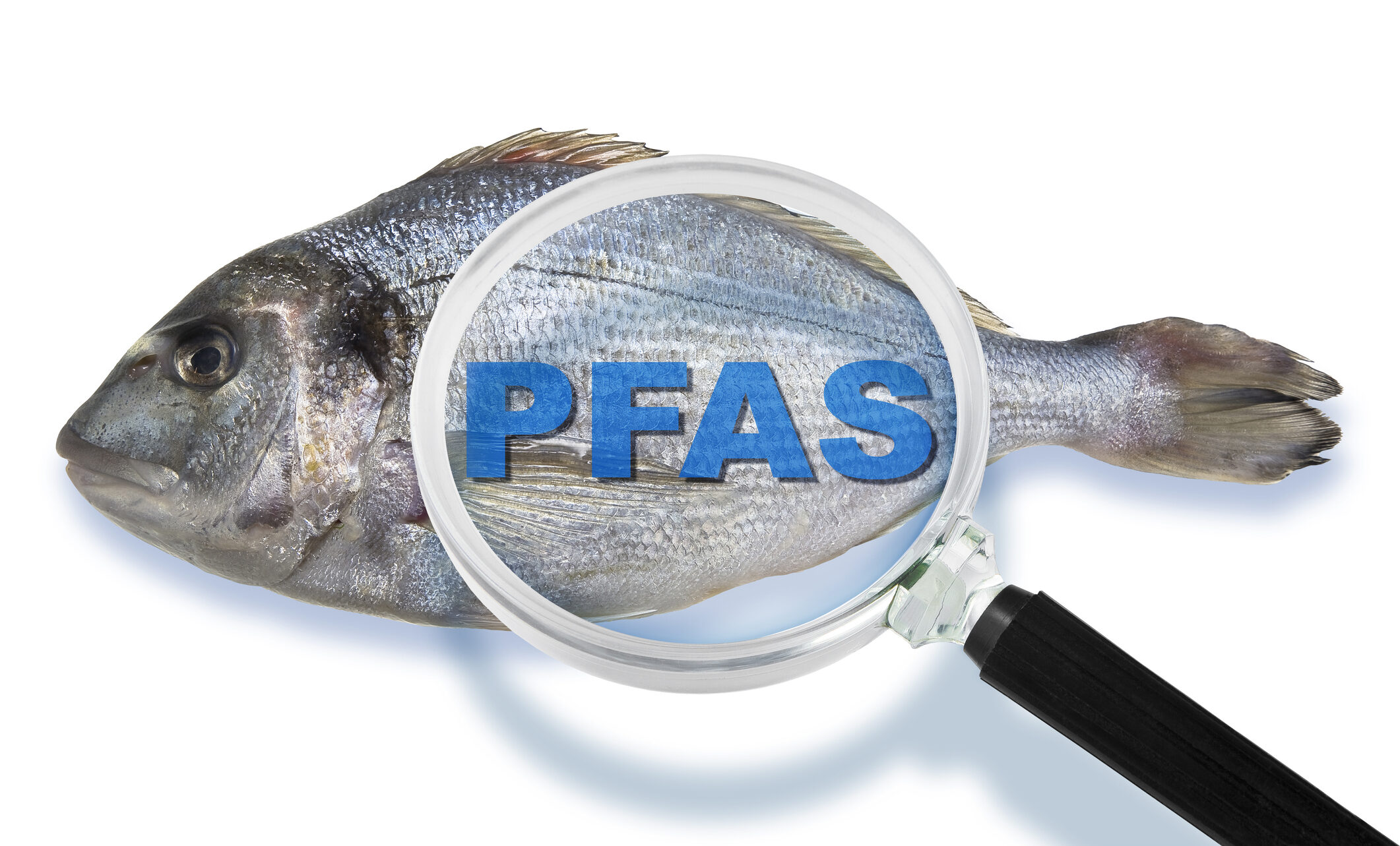 Poison poisson? Study finds high-levels of PFAS in seafood - Freeman ...